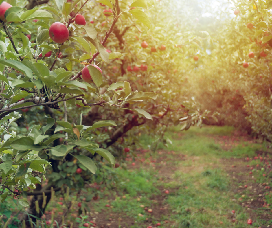 Jesus Christ the Apple Tree - First United Presbyterian Church